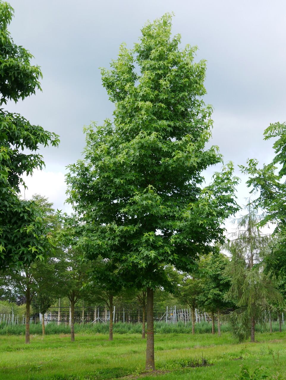 Liquidambar styraciflua | Amberboom - Van den Berk Boomkwekerijen
